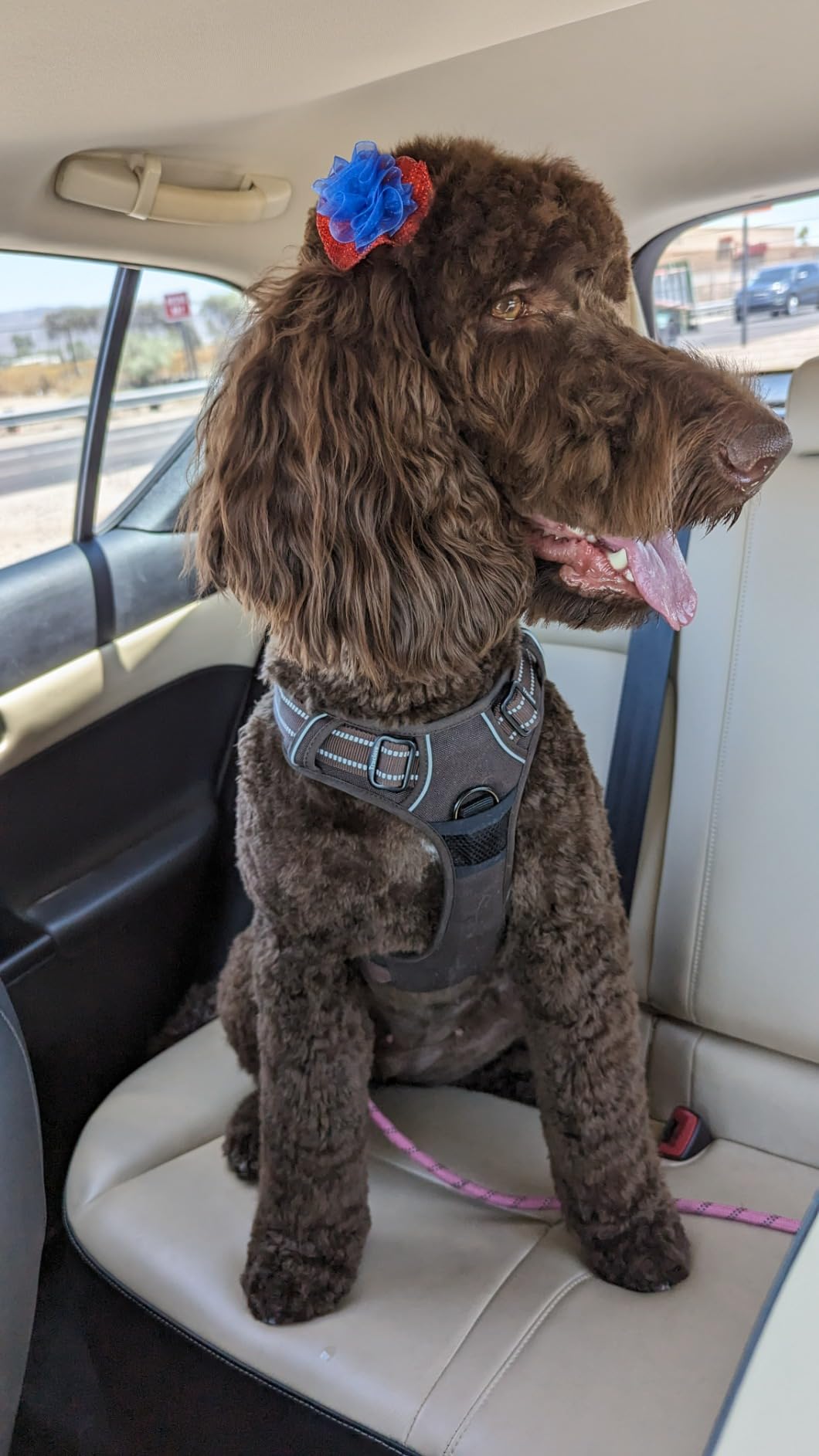 "Os 9 Melhores Peitorais para Cães: Conforto e Segurança para Aventura