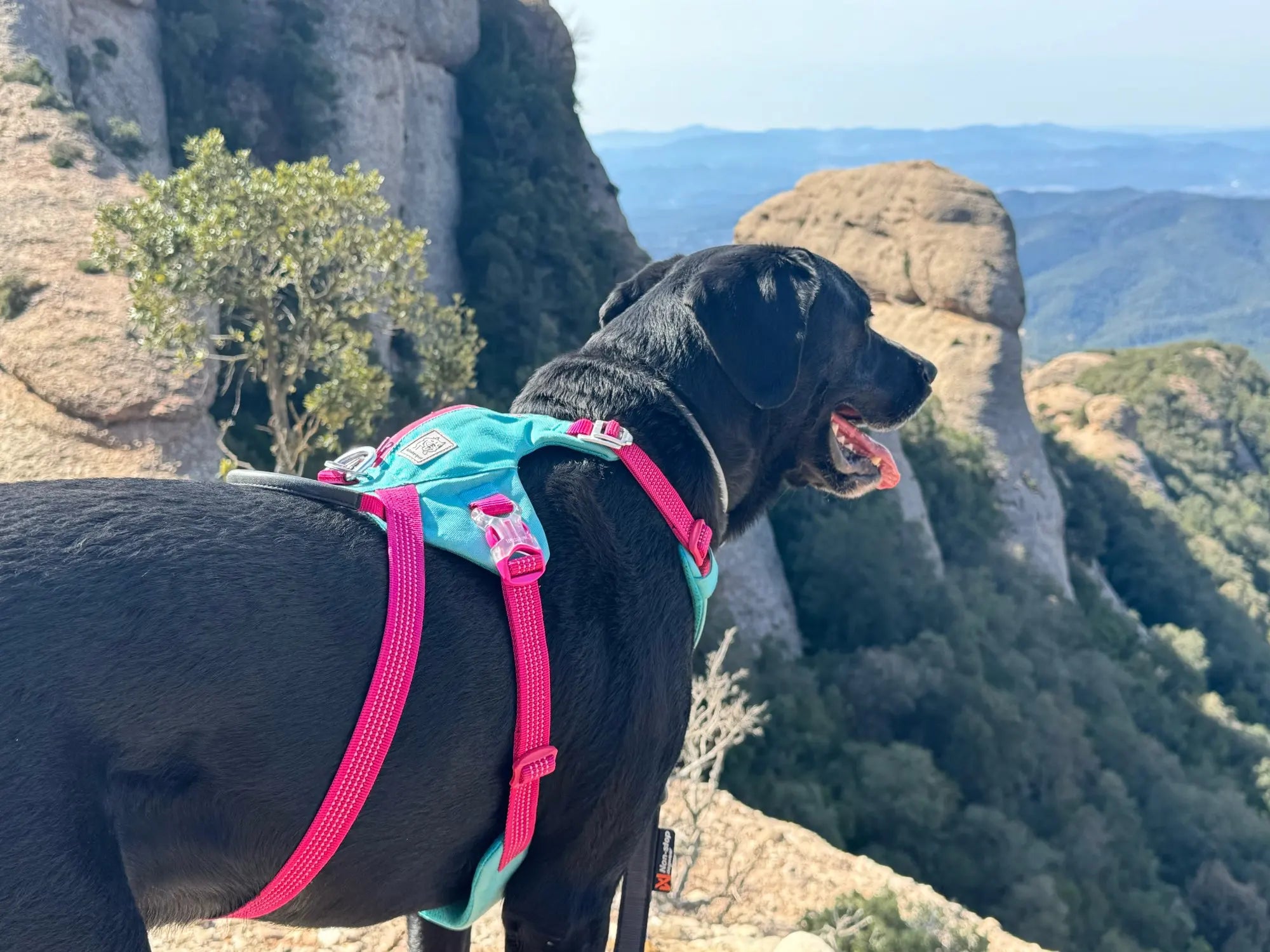 "As 10 Melhores Opções de Coleiras Peitorais para Cachorro: Conforto e